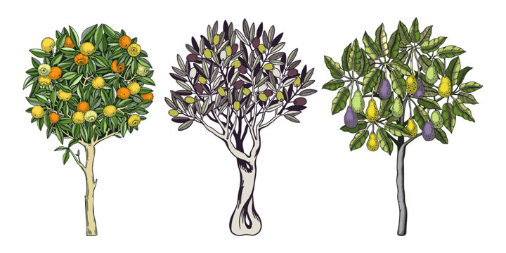 Avocado Tree Vector Images – Browse 133,328 Stock Photos, Vectors, and ...