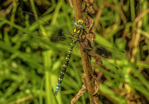 รูปภาพAeschna – เลือกดูภาพถ่ายสต็อก เวกเตอร์ และวิดีโอ1,808 | Adobe Stock