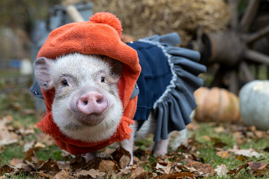 Cute Teacup Pig In Clothes
