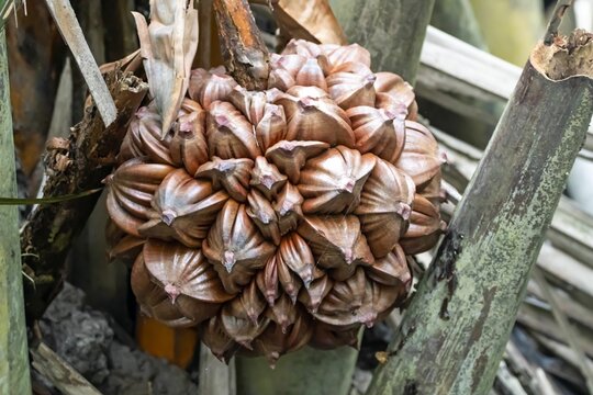 "Nipa Palm" Images – Browse 996 Stock Photos, Vectors, and Video ...