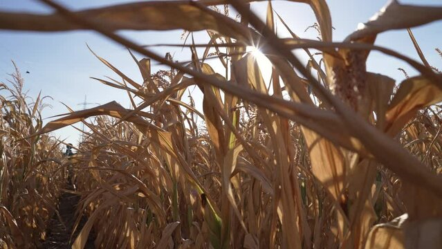 Meagerness Bilder – Durchsuchen 216 Archivfotos, Vektorgrafiken und ...
