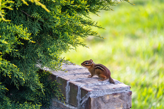 "Chip Monk" Images – Browse 86,909 Stock Photos, Vectors, and Video ...