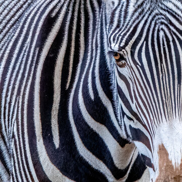 Ralph Lear Fotos, Bilder, Stockmedien | Adobe Stock