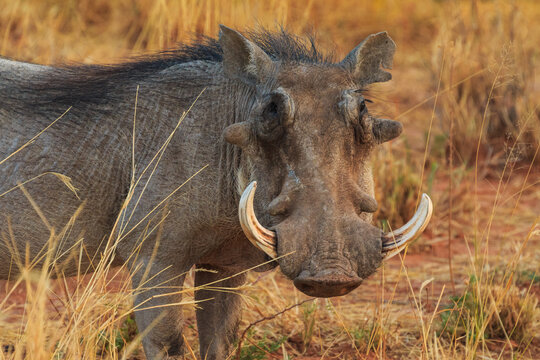 Warthogs-Bilder: Stock-Fotos & -Videos. | Adobe Stock