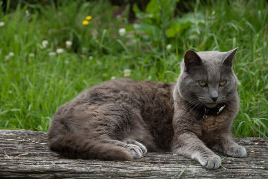 Chartreux Images – Parcourir 14,719 le catalogue de photos, vecteurs et ...