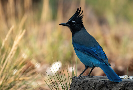 "Stellar Jay" Images – Browse 1,413 Stock Photos, Vectors, and Video ...
