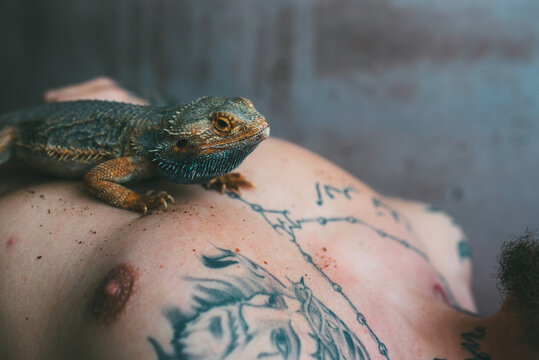 lizard tattoo guy
