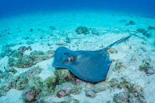 รูปภาพBatoids – เลือกดูภาพถ่ายสต็อก เวกเตอร์ และวิดีโอ64,162 | Adobe Stock