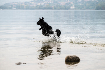 20+ Free dog running in water Pictures - PikWizard