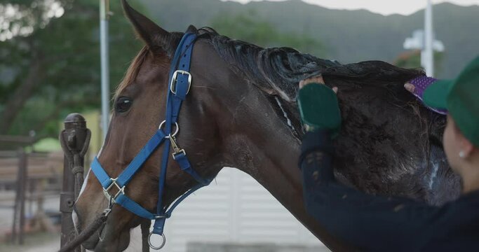 Horse Wash Images – Browse 4,010 Stock Photos, Vectors, and Video ...