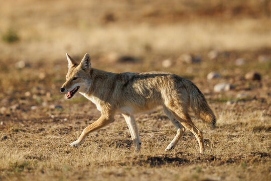 รูปภาพCayote – เลือกดูภาพถ่ายสต็อก เวกเตอร์ และวิดีโอ44,610 | Adobe Stock