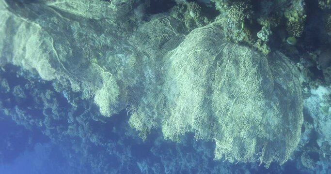 Alcyonacea Images – Browse 39,741 Stock Photos, Vectors, and Video ...