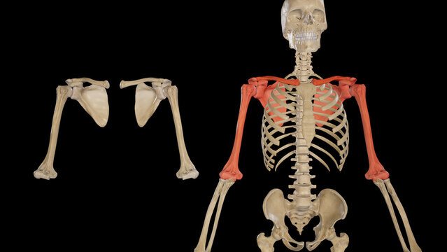 รูปภาพFlexion – เลือกดูภาพถ่ายสต็อก เวกเตอร์ และวิดีโอ4,707 | Adobe Stock