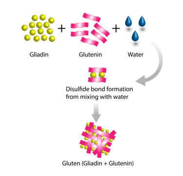 Gliadin Molecule