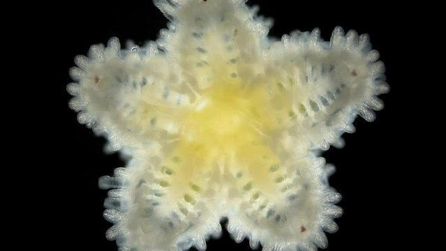 「Asteriidae」の写真素材 | 214件の無料イラスト画像 | Adobe Stock