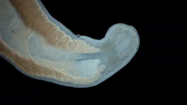 Nemertea Images – Parcourir 188 le catalogue de photos, vecteurs et ...