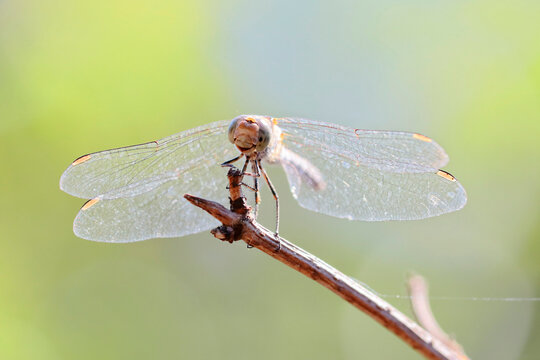 Odonate Images – Browse 46,817 Stock Photos, Vectors, and Video | Adobe ...