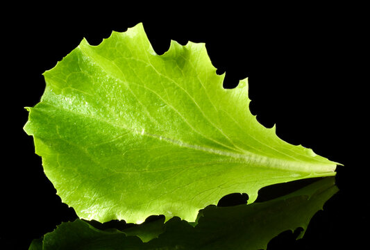 Salatblatt Images – Browse 3,692 Stock Photos, Vectors, and Video ...