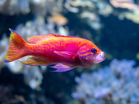 Lippfisch Images – Browse 255 Stock Photos, Vectors, and Video | Adobe ...