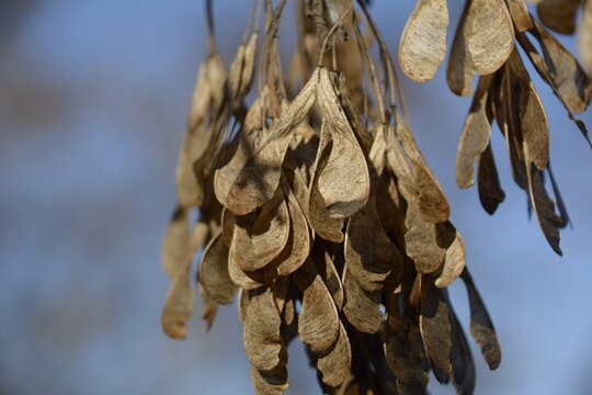 "Maple Keys" Images – Browse 208 Stock Photos, Vectors, and Video ...