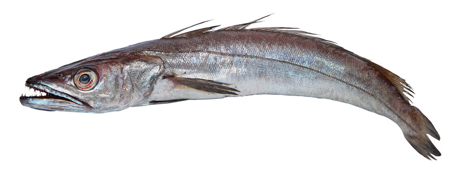 Merluchon Images – Browse 58 Stock Photos, Vectors, and Video | Adobe Stock