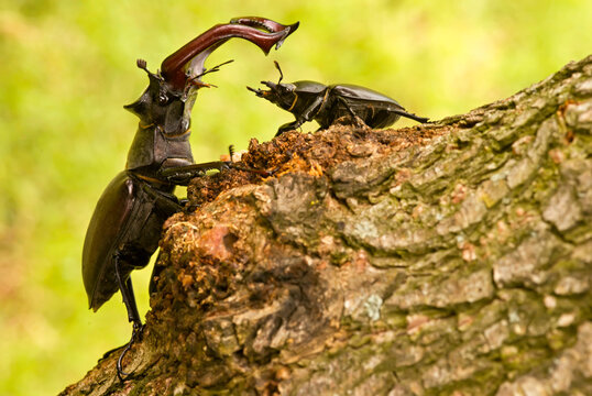 รูปภาพStag-Beetle – เลือกดูภาพถ่ายสต็อก เวกเตอร์ และวิดีโอ3,069 | Adobe ...