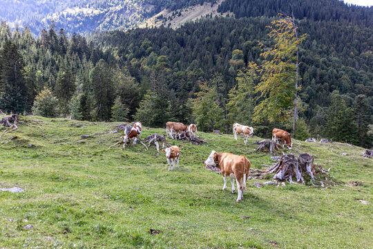 Imágenes de Almweide: descubre bancos de fotos, ilustraciones, vectores y vídeos de 1,967 ...