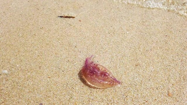 Noctiluca Images – Browse 1,192 Stock Photos, Vectors, and Video ...