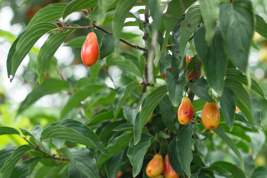 รูปภาพDogberry-Tree – เลือกดูภาพถ่ายสต็อก เวกเตอร์ และวิดีโอ305 | Adobe ...