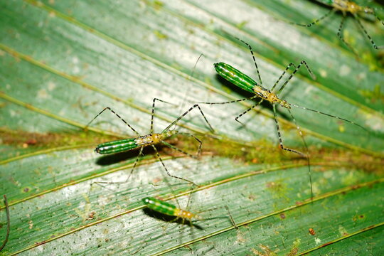 รูปภาพHarpactorinae – เลือกดูภาพถ่ายสต็อก เวกเตอร์ และวิดีโอ81 | Adobe ...