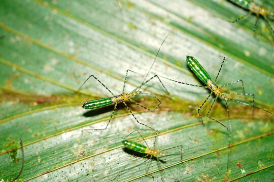 รูปภาพHarpactorinae – เลือกดูภาพถ่ายสต็อก เวกเตอร์ และวิดีโอ81 | Adobe ...