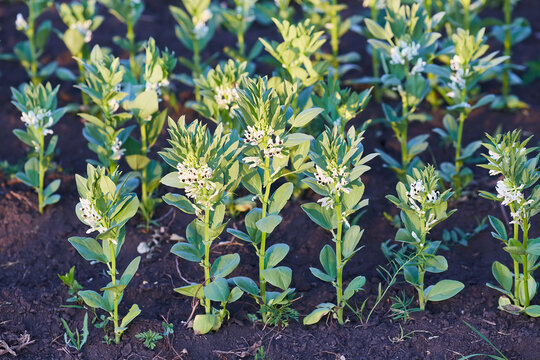 Pferdebohnen Bilder – Durchsuchen 2,249 Archivfotos, Vektorgrafiken und ...