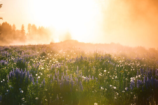 "Summer Landscapes" Bilder – Durchsuchen 573 Archivfotos ...