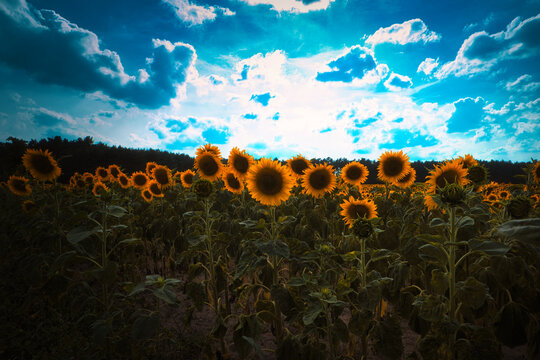 รูปภาพSunf – เลือกดูภาพถ่ายสต็อก เวกเตอร์ และวิดีโอ2,258 | Adobe Stock
