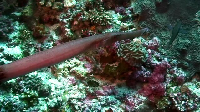 Flute Fish