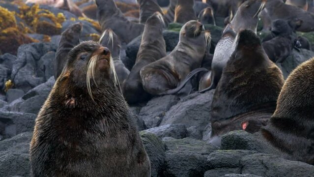 "Fur Seal" Images – Browse 26,027 Stock Photos, Vectors, and Video ...
