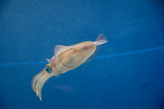 รูปภาพCuttlefishes – เลือกดูภาพถ่ายสต็อก เวกเตอร์ และวิดีโอ52,349 ...
