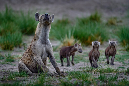 "Spotted Hyena" Bilder – Durchsuchen 13,676 Archivfotos, Vektorgrafiken ...