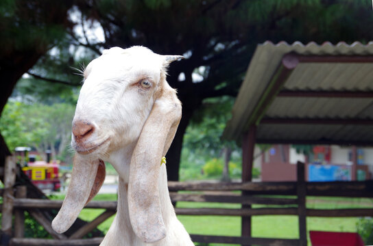 Sad Goat Images – Browse 1,590 Stock Photos, Vectors, and Video | Adobe ...