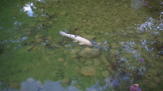 "Koi Farm" Images – Browse 804 Stock Photos, Vectors, and Video | Adobe ...