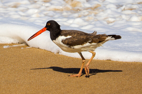 「Piru-Piru」の写真素材 | 11件の無料イラスト画像 | Adobe Stock