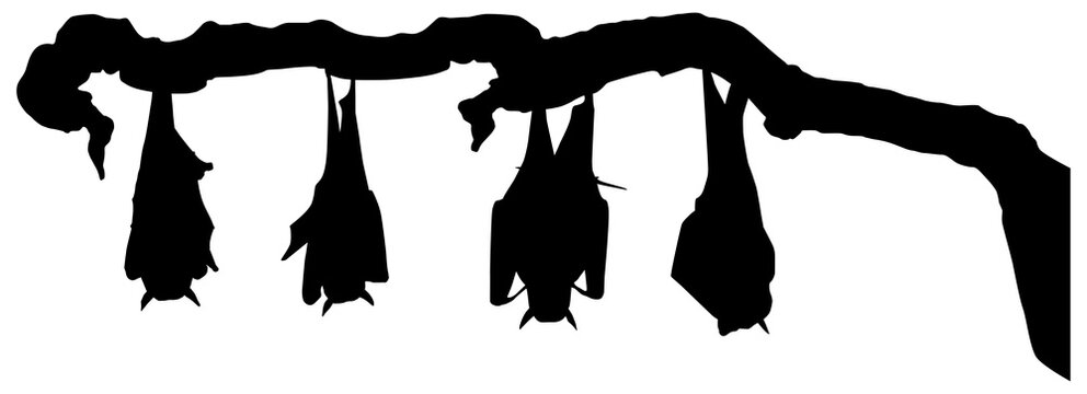 Sleeping Bat Silhouette