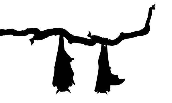 Sleeping Bat Silhouette