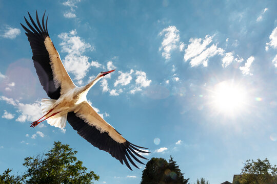 "Fliegender Bilder – Durchsuchen 49,554 Archivfotos, Vektorgrafiken und ...