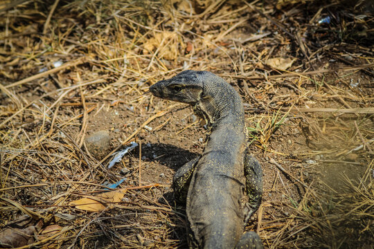 Komodo-Waran Bilder – Durchsuchen 29,412 Archivfotos, Vektorgrafiken ...