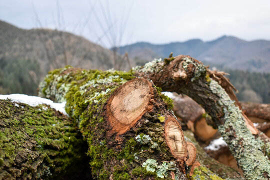 Talado Images – Browse 166 Stock Photos, Vectors, and Video | Adobe Stock