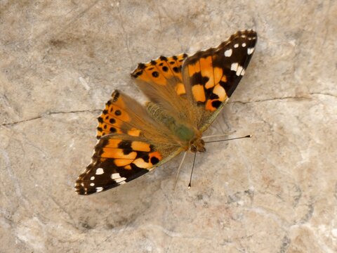 รูปภาพLepidopterans – เลือกดูภาพถ่ายสต็อก เวกเตอร์ และวิดีโอ189,463 ...