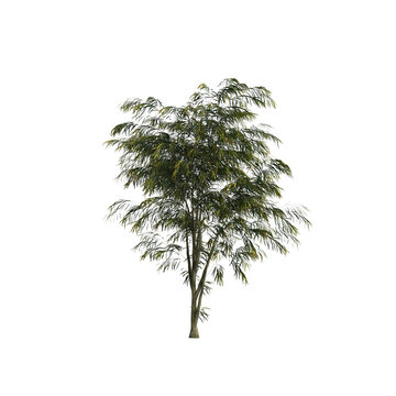 รูปภาพ"Agonis – เลือกดูภาพถ่ายสต็อก เวกเตอร์ และวิดีโอ330 | Adobe Stock