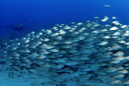 Besugos Images – Browse 27 Stock Photos, Vectors, and Video | Adobe Stock