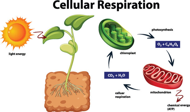 Cellular Respiration In Plant Cells